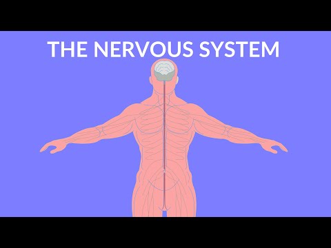 All About The Nervous System general…: English ESL video lessons