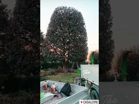 #italy #work #gardener #plants #creation #hardwork #2023 #green #magnolia #photography #instagram