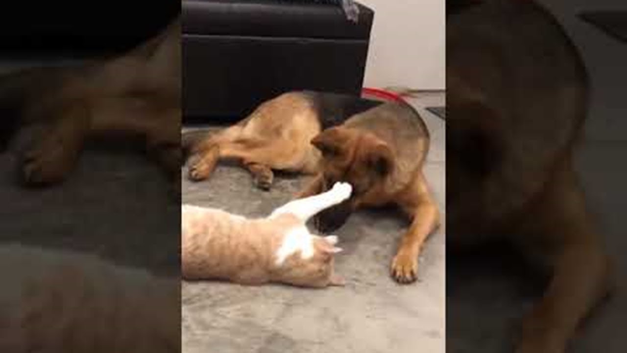 Cat Plays with Dog's Ear || ViralHog