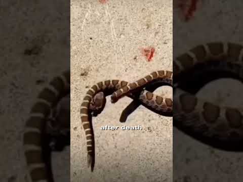 Can a Dead Snake Still Bite You