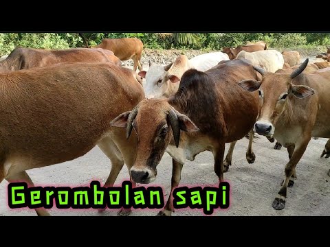 gerombolan sapi ternak, ternak sapi, sapi lucu, sapi pedet, sapi di kandang, sapi grandong, sapi