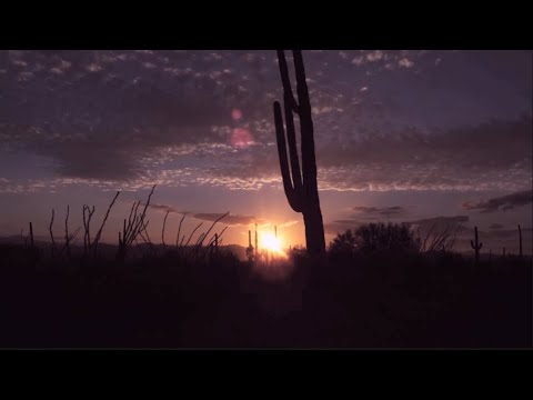 Saguaro Cactus