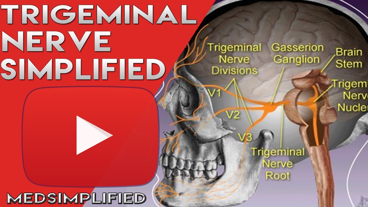 Trigeminal Nerve Anatomy - Cranial Nerve 5 Course and Distribution