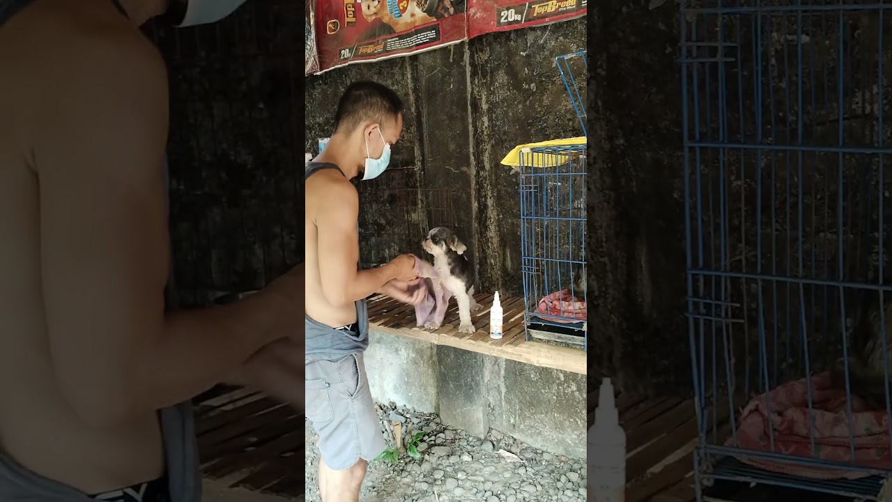 simple happiness 😊 #dogs #shihtzu #doglife #stopanimalcruelty