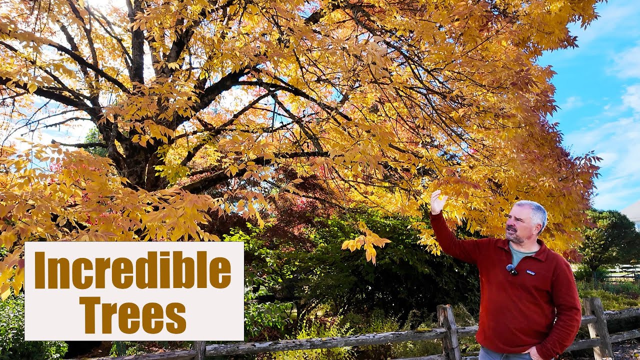 20 Great Trees for Gardens - We Need More Tree Diversity
