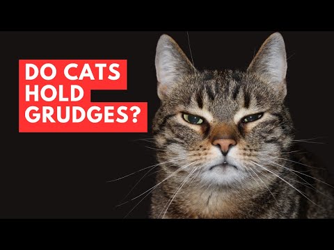 Do Cats Hold Grudges?