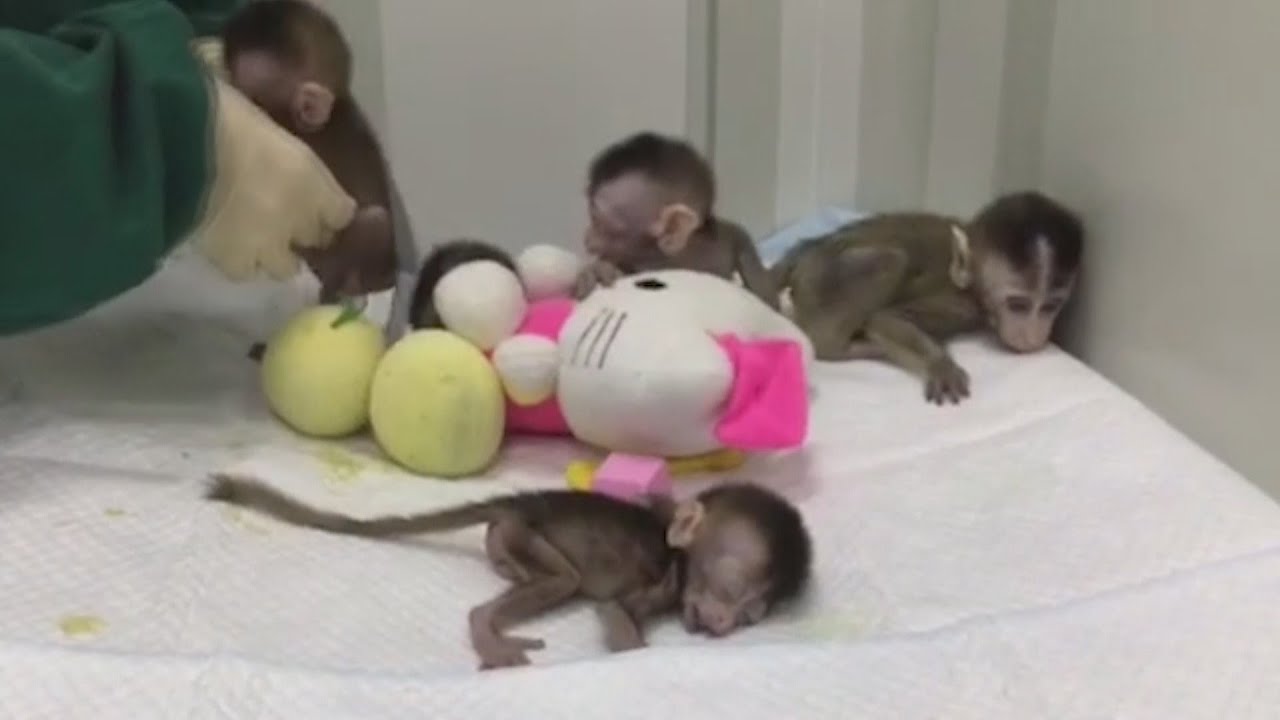 China clona macacos geneticamente modificados para estudar problemas psicológicos