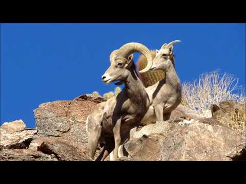 What are the predators of bighorn sheep?
