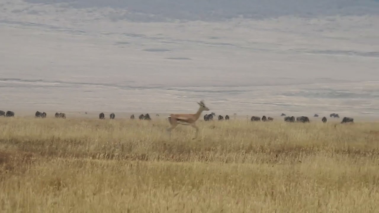 Grant's Gazelle stotting, Ngorongoro Crater, Tanzania