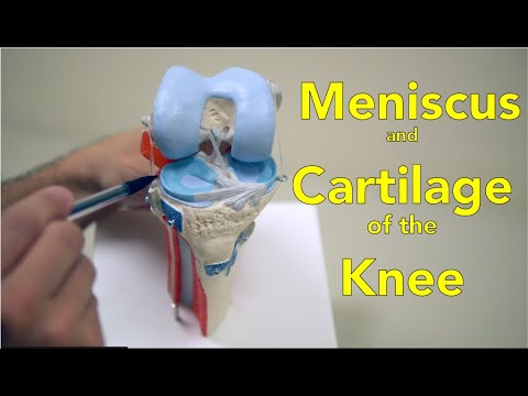 Knee Meniscus and Cartilage - Anatomy and Function
