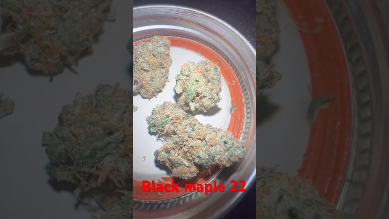 Black maple 22  strain review
