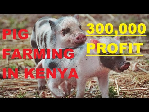 Starting a Profitable Pig Farm in Kenya: Complete Guide & Budget Breakdown