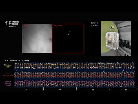 Simultaneous Calcium imaging and LFP recording in a freely-moving mouse during sleep