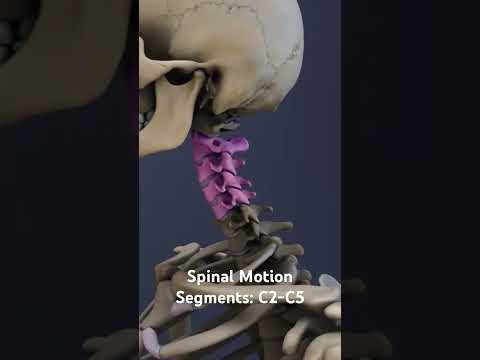 Spinal Motion Segments: C2-C5