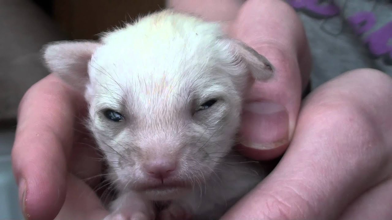 Baby Fennec Fox At Two Weeks Old 2