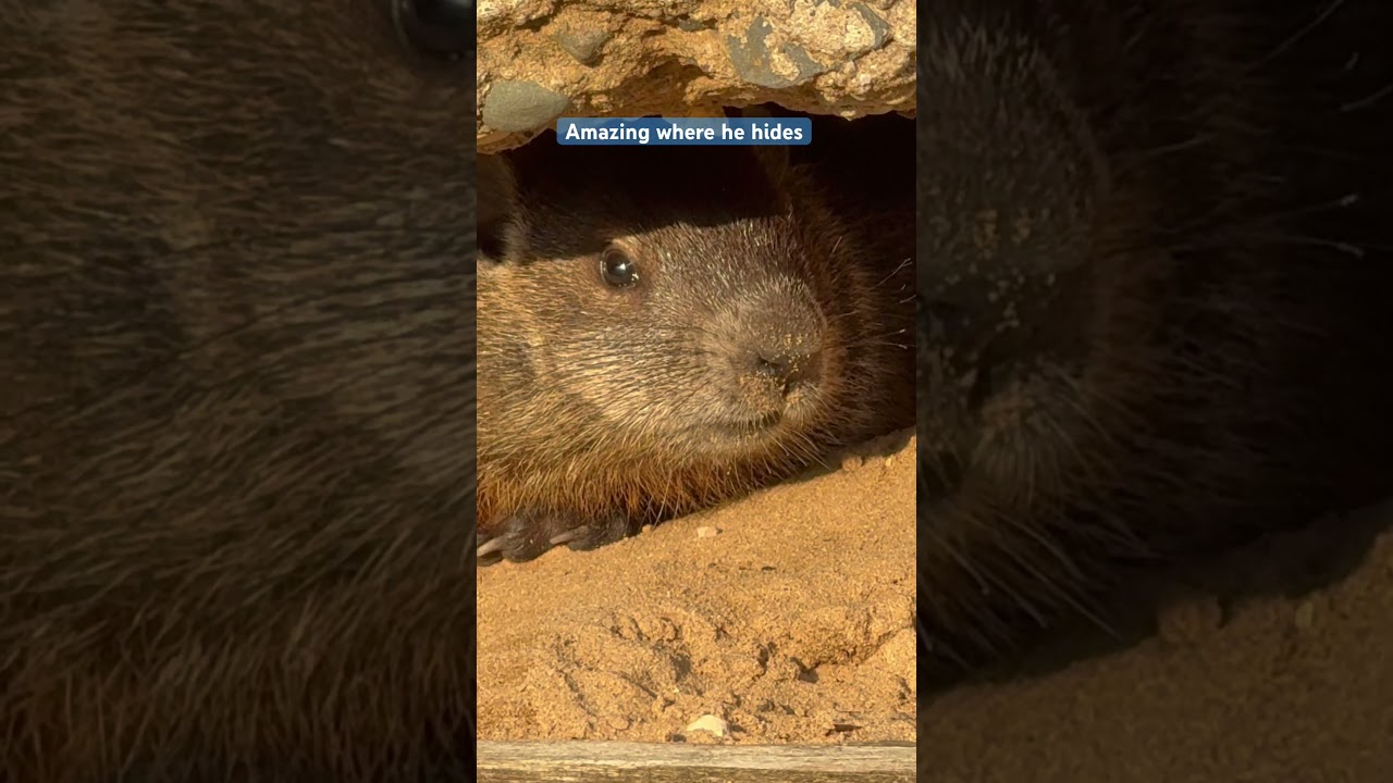 Amazing Grace #groundhogs