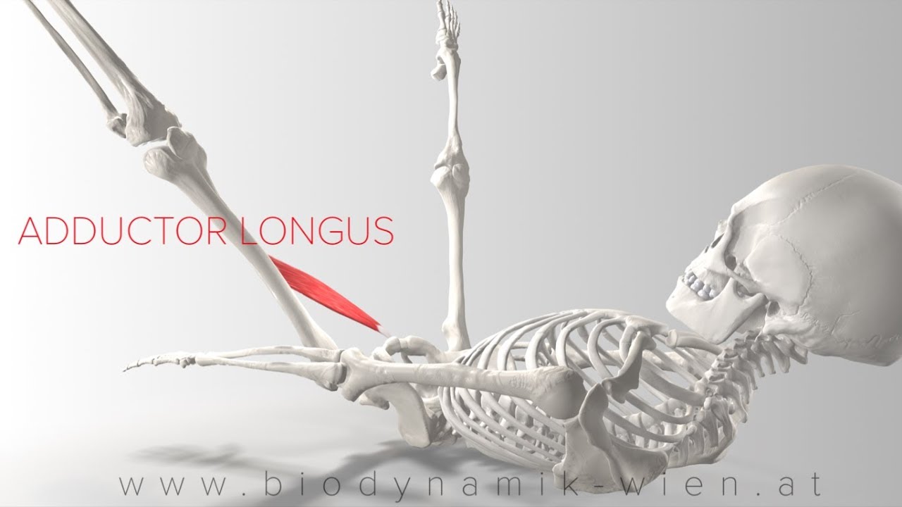 Adductor Longus 3D Animation 4k