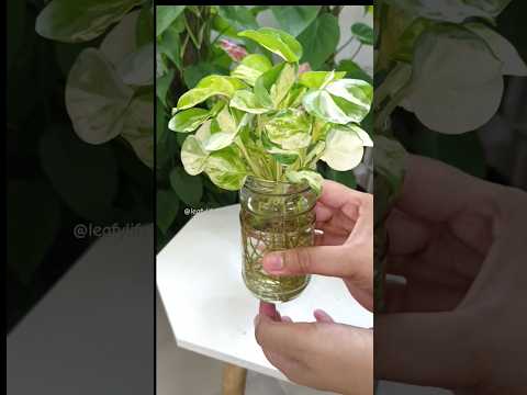 How to grow money plant bushy in water #shorts #moneyplant #indoorsplants #pothos