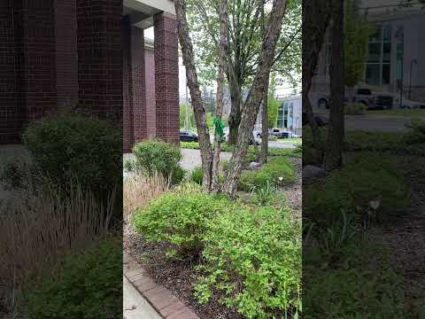 Green Ribbons for Mental Health Awareness Month
