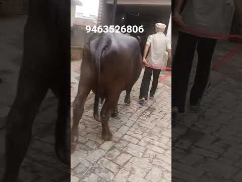 9463526806