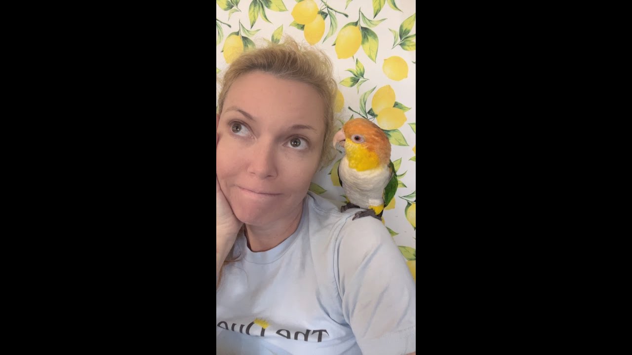 The Truth About Puffman Caique