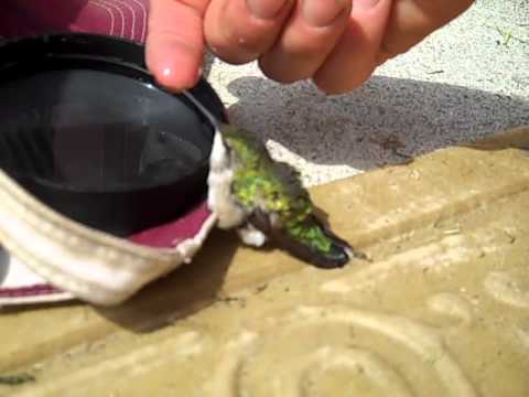 A Hummingbird