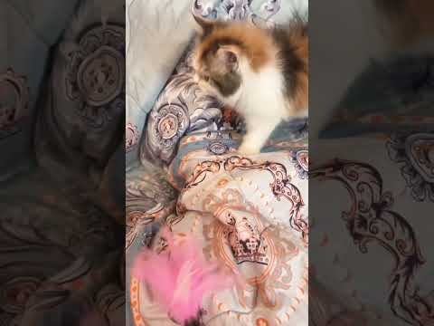 Calico kitten | 8446853378