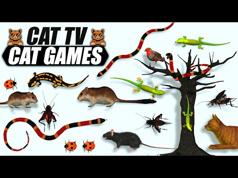 ULTIMATE CAT GAMES COMPILATION | BEST VIDEOS COLLECTION FOR CURIOUS CATS - CAT TV 🐾