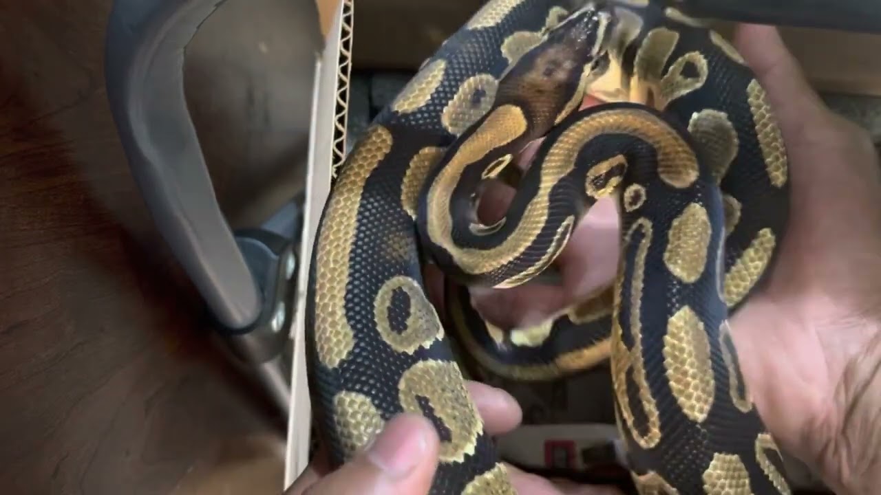 Ball python pick up from ninja ball reptiles.