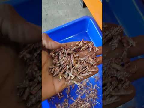 Supari Cutting Machine - Areca Nut Cutting Machine Latest Price ...