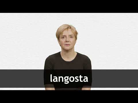 English Translation of “LANGOSTA” | Collins Spanish-English Dictionary