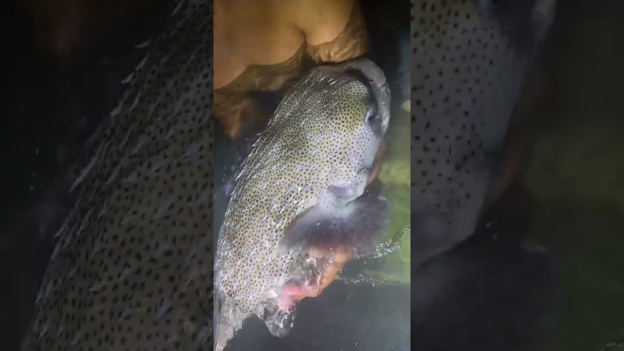 Biggest porcupine fish I’ve ever seen ￼#wildlife#florida#fish#pufferfish#huge#ocean#seacreature