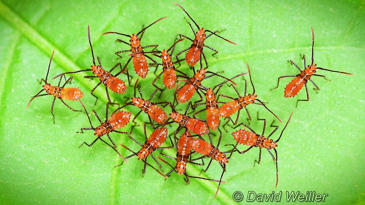 Meet The Leaf-Footed Bug Nymphs