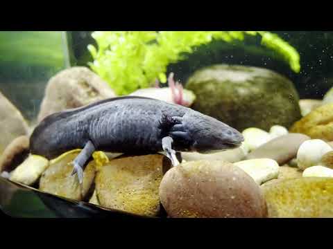 Do All Amphibians Have a Three Chambered Heart? Amphibian Heart Anatomy Explained