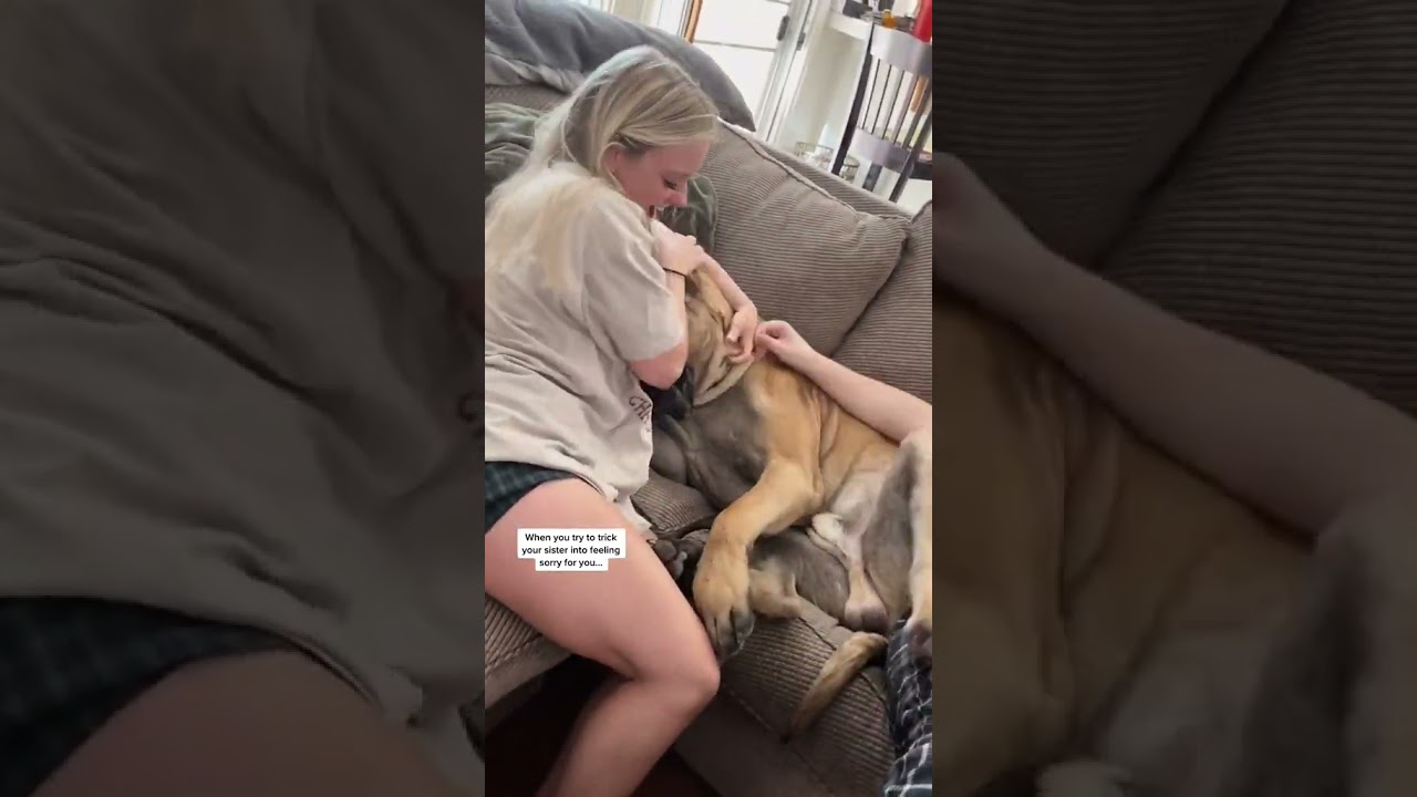 My HUGE Puppy Deserves a GOLDEN GLOBE For His Acting! #dog #dogs #cutedog