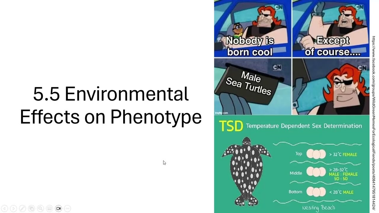 5.5 Environmental Effects on Phenotype