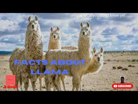 7 Interesting Facts About Llama, Unique facts you don't know yet…