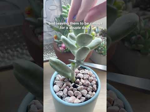 Propagate Cotyledon Orbiculata Succulent 🌱 #succulentsbox #succulents #cactus #propagation #shorts