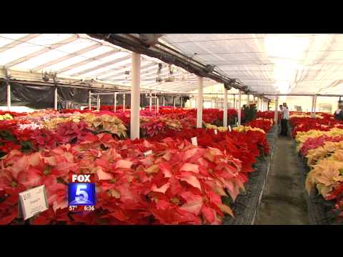 Poinsettia story for Fox 5 San Diego