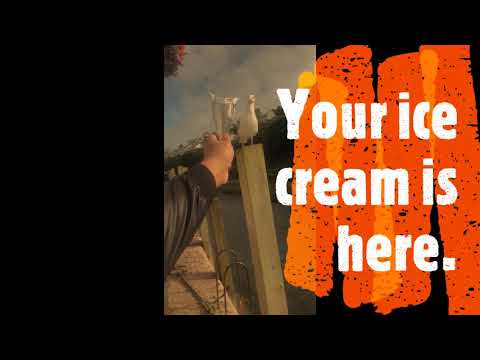 Seagulls - Gull - Ice Cream for Seagull - 2021 - Best - Travel Vlog - Birds - Nature - Sea