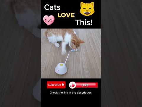 Best Cat Toy? Check this out! #shorts #cats