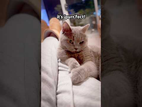 Time spent with cats is never squandered, it's 'purr'fect! British shorthair kitten #cat #cute
