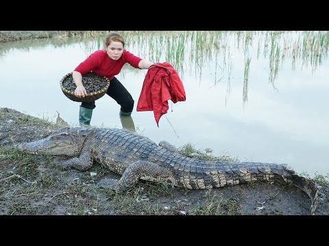 SHOCKING! Giant Crocodile Appears While Harvesting Snails for Market Sale!