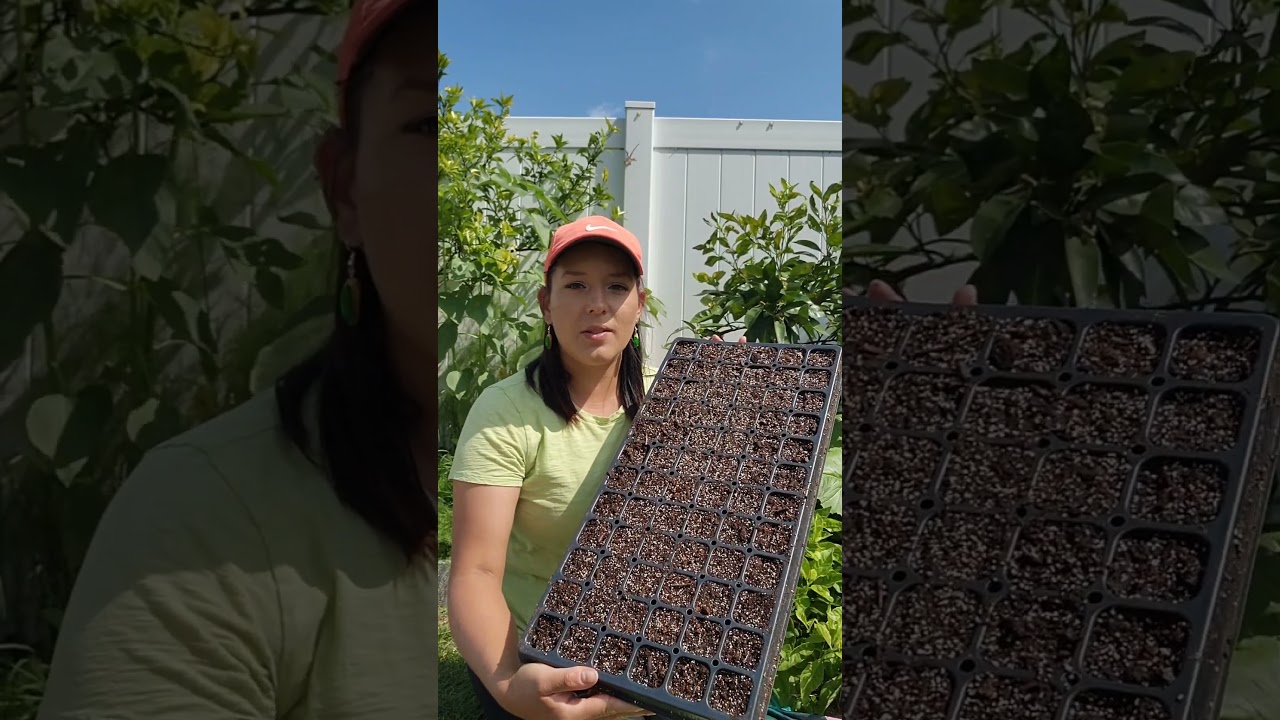 how to grow a lot of herbs from seed #herbs #heirloomseeds #herbgarden #homegrown #garden #seeds