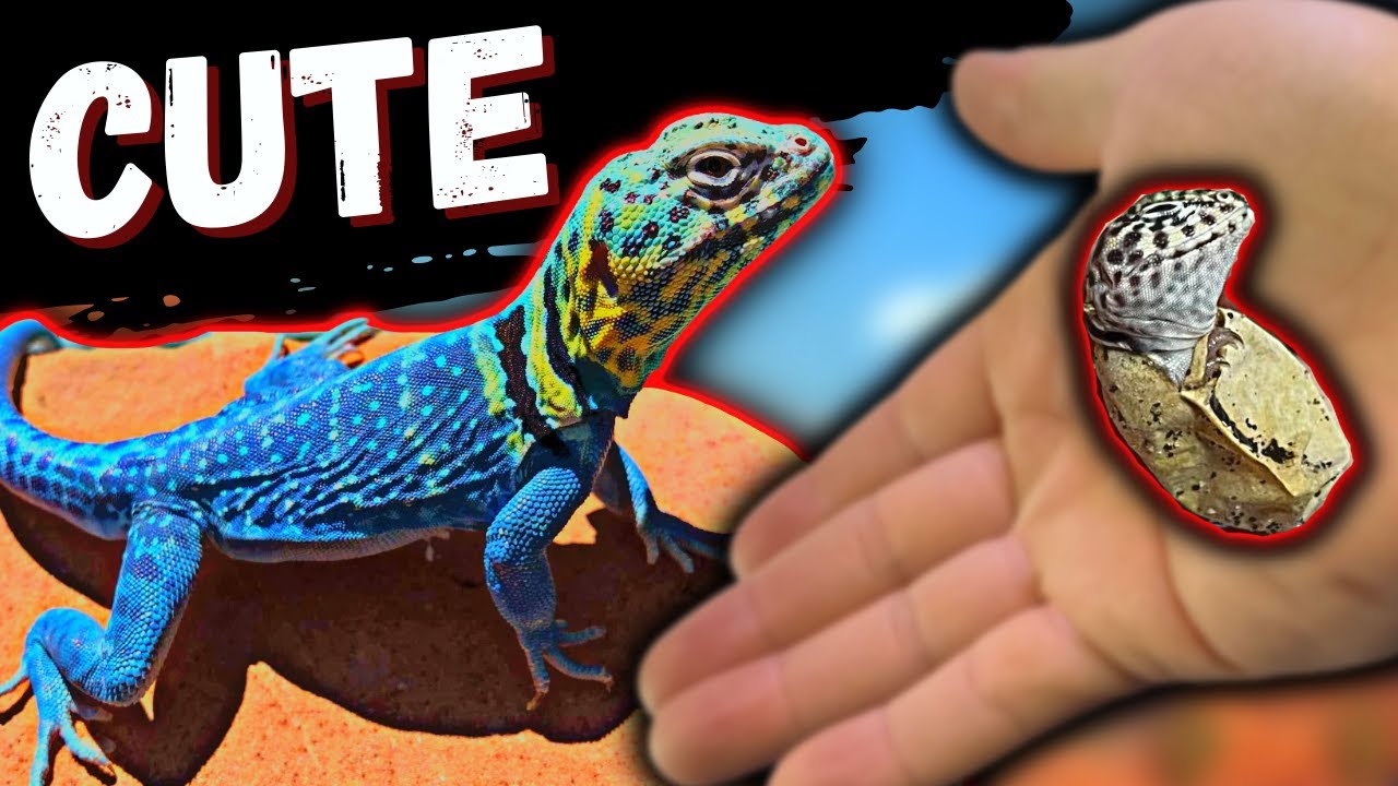 OMG, Baby Collared Lizards Are Hatching!!!