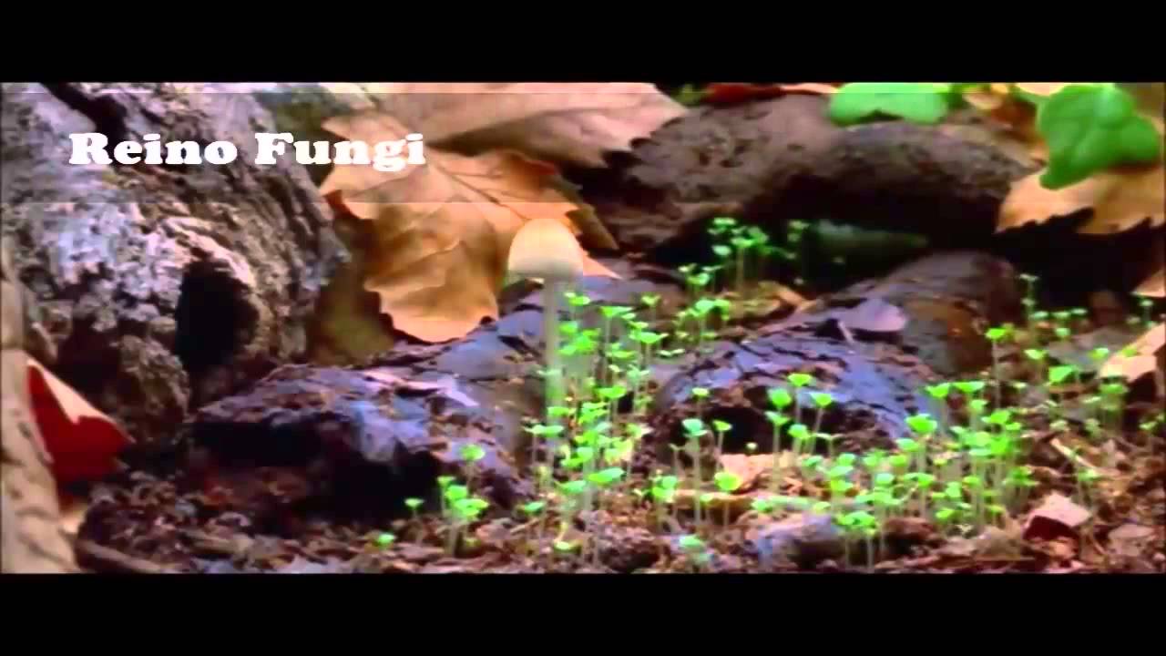 Exploración del medio natural en el niño preescolar