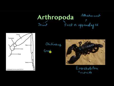 Phylum Arthropoda - part 1 | Animal kingdom | Biology | Khan Academy