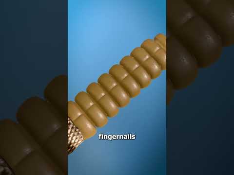 How A Rattlesnake Tail Rattles 🐍🤔