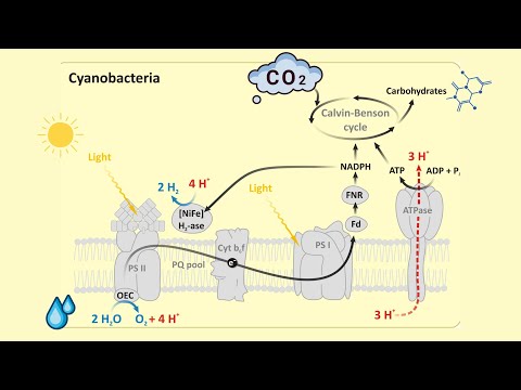 Cyanobacteria are not primitive but highly complex organisms