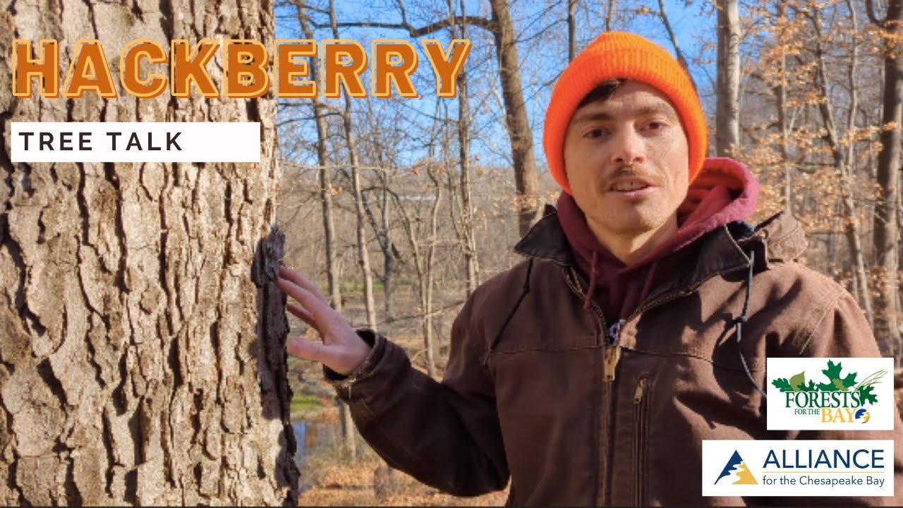Tree Talk: Hackberry